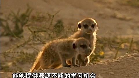 灰沼狸是一种高度社会性的动物,头脑灵活,顶级哨兵一丝不苟
