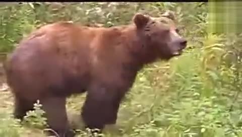 世界十大最恐怖动物排行榜 1