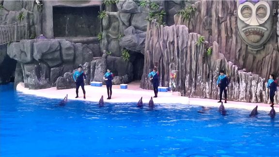 @珠海长隆海洋王国 可爱的海豚表演