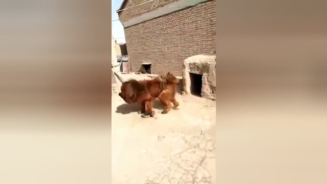 狂犬病发作的样子