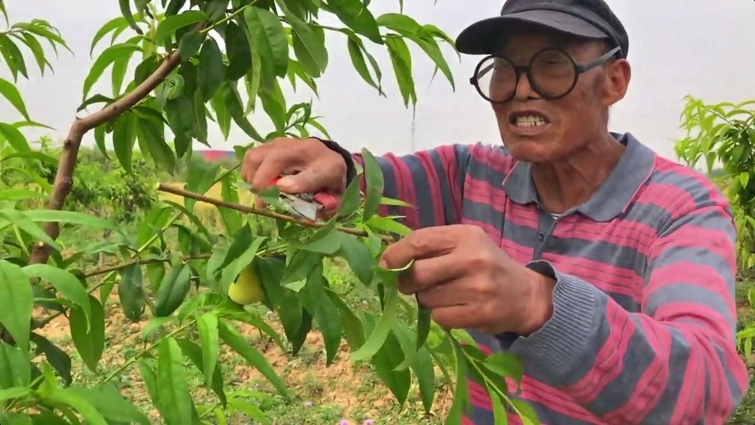 桃树夏季如何管理修剪?80多岁老技术员现场分享技巧经验