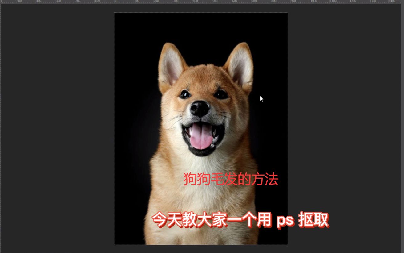 PS零基础教程,只要3秒教你快速抠出动物边缘毛发