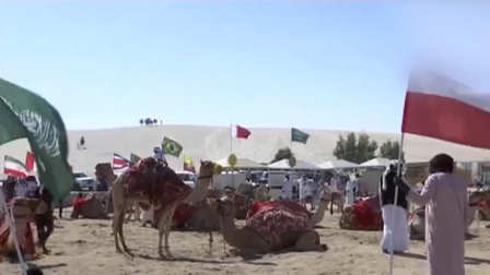 玄学!卡塔尔骆驼精准猜对世界杯4场比赛结果,在当地走红