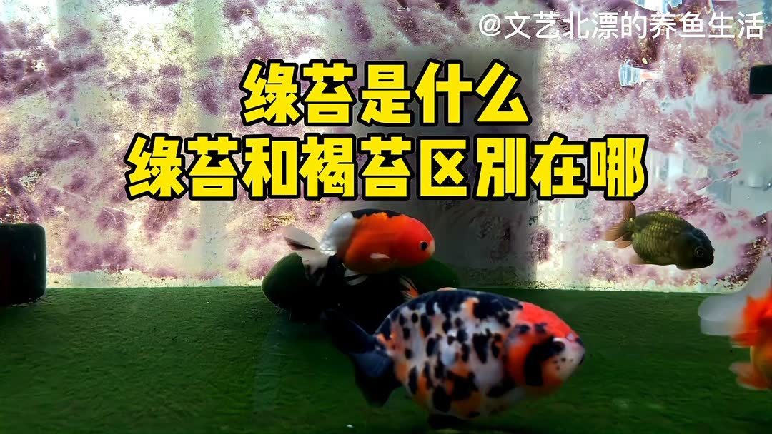 绿苔是什么,和褐苔区别在哪,从根本上说一说,这样就好理解了