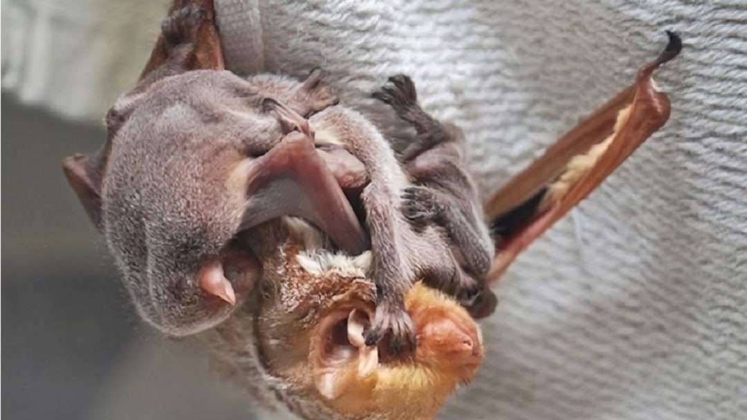 世界上交配时间最长的动物!头一回遇见这样的,真的很新奇