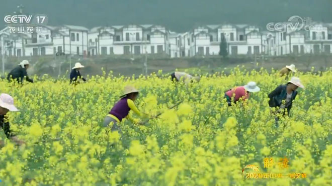 《乡村振兴资讯》 20200211 2020年中央一号文件解读 促进农民持续...