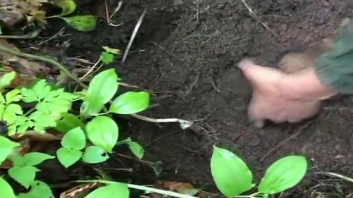 山里发现一棵野山参,挖出来一看,我要发财了!