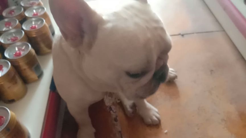 捡到一只流浪狗狗,它吃饭还要人喂它,还要用筷子喂才吃