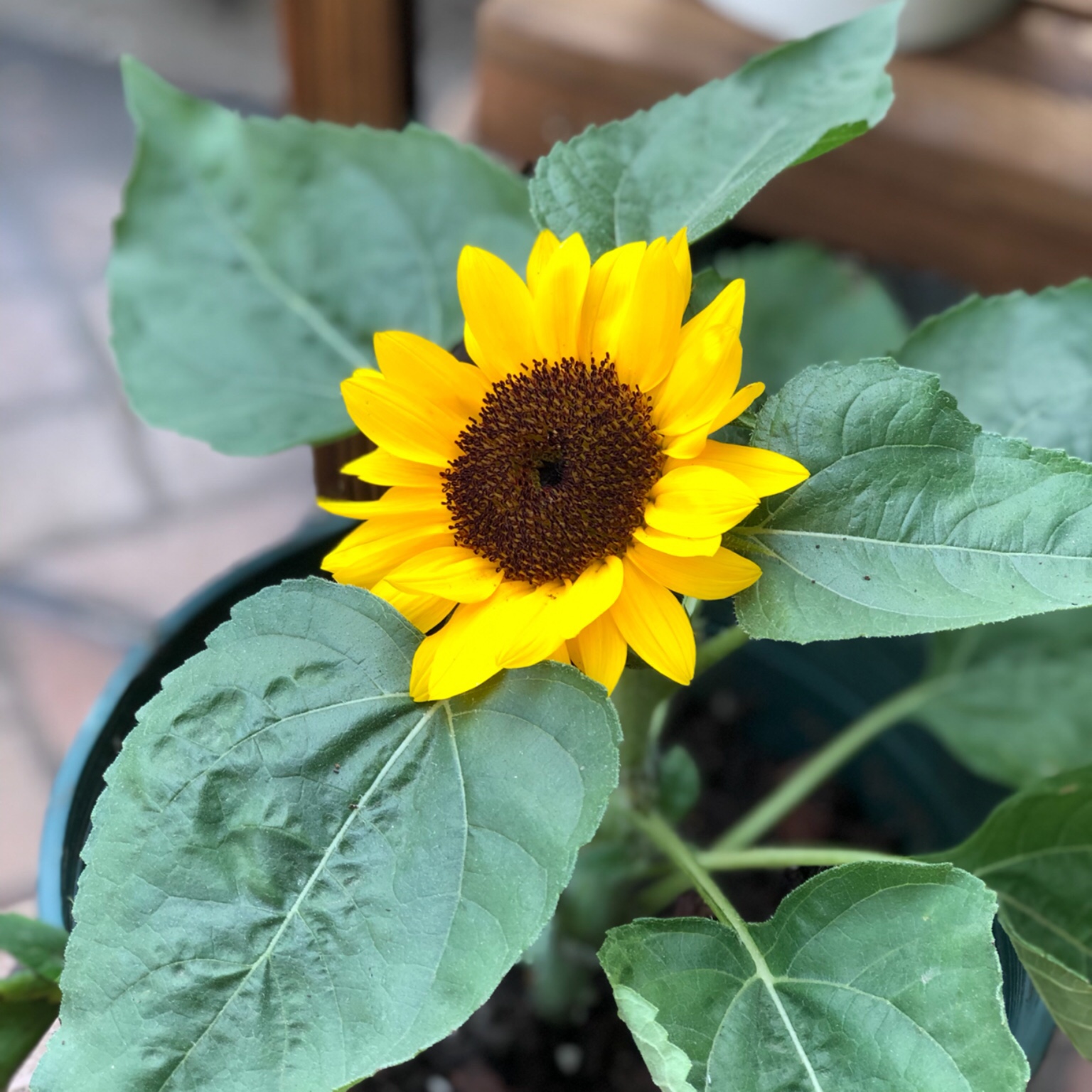 花时花事小 