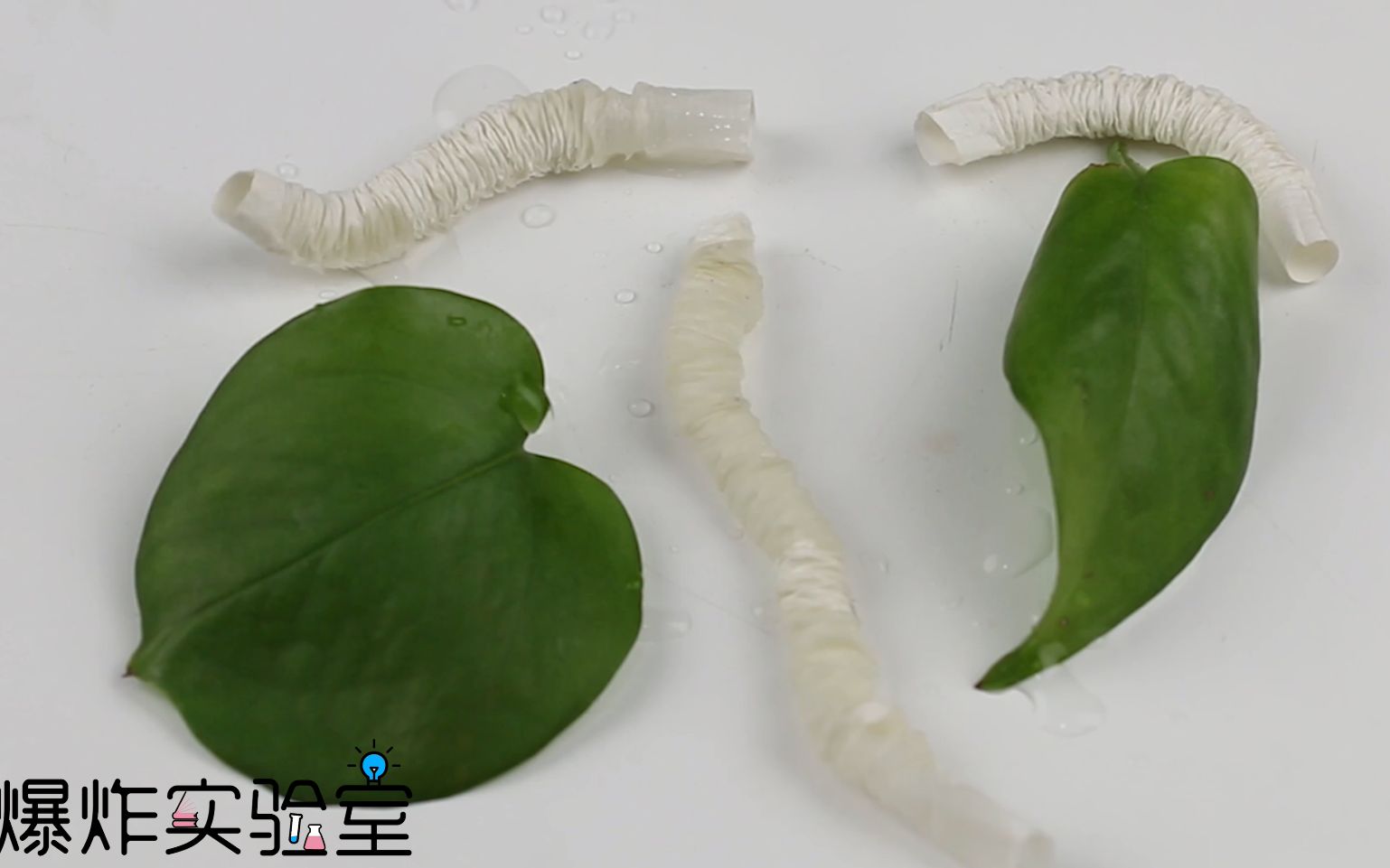 蚕宝宝养成记,用一张纸云养蚕