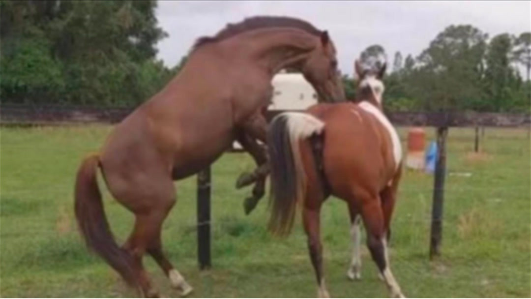 公马的第一次恋爱,母马百依百顺,动物之间的爱情干净纯粹