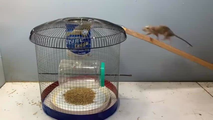 一个简单的捕鼠器,老鼠自觉得往里跳,因为太想吃了