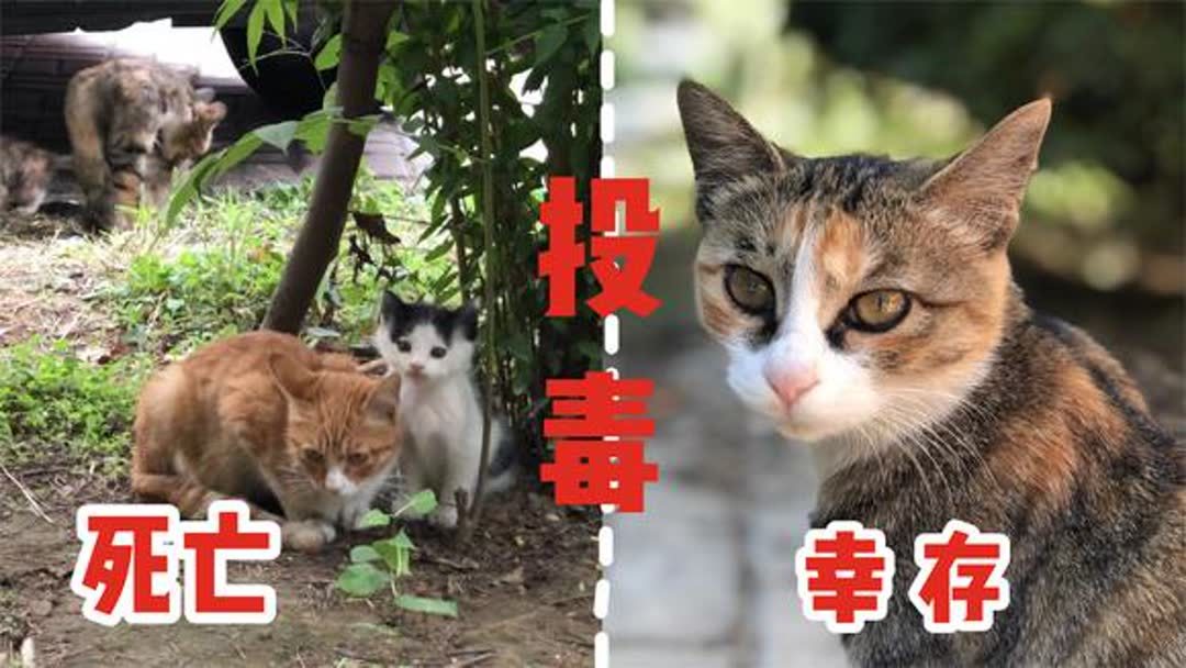 小区有人投毒毒杀流浪猫,在现场捡回来一只幸免于难的猫咪