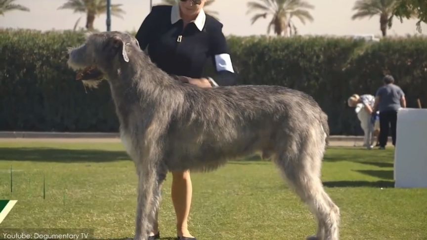 世界上10种最厉害的狗