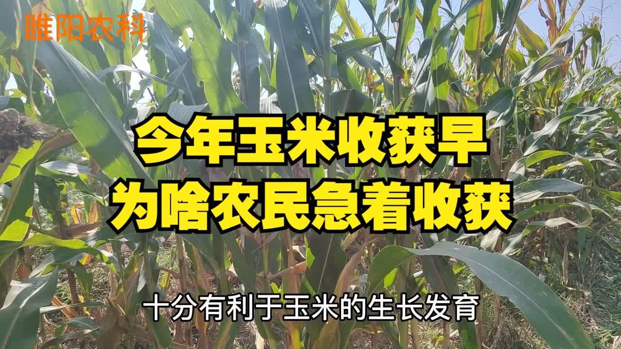河南东部玉米开始收获,玉米都还没有完全成熟,为啥要急着收割