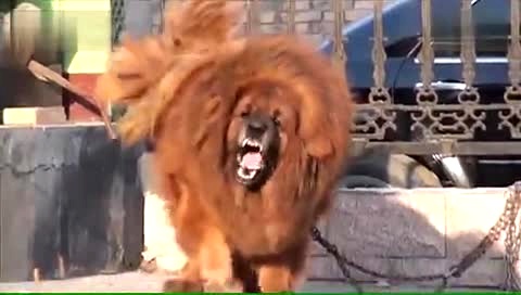 史上最经典的纯种藏獒视频