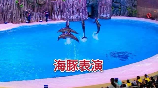 10分钟带你看完整的海豚表演