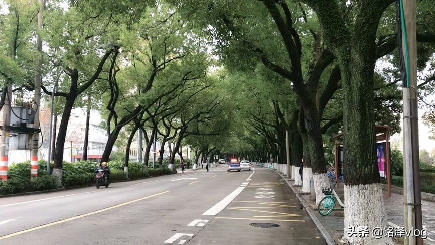 城市里无言的美化“工作者”———香樟树