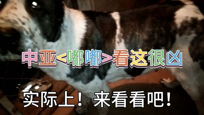 中亚牧羊犬打架很牛皮,但对主人绝对的忠诚!