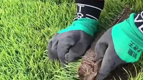 水稻还可以这样种,真是太长见识了,不说我以为是草坪呢!