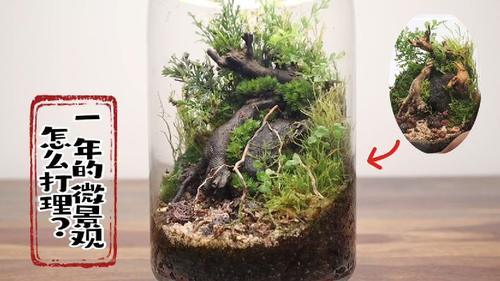 微景观也是能长久养护的,看看1年的微景观怎么打理