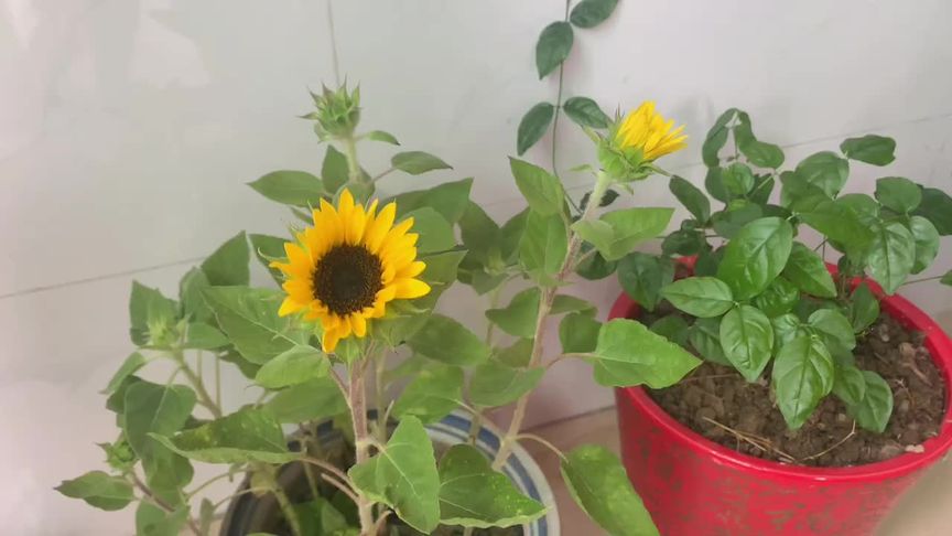 #爱生活爱养花 #一花一草一世界 我的绿色世界