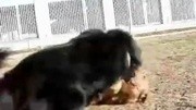 藏獒视频 瞬间秒杀比特犬