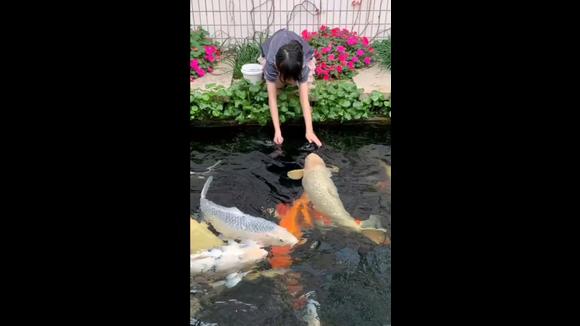 我来教大家新手养鱼怎样才能养好