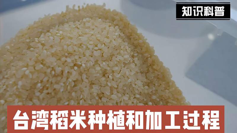 揭秘台湾稻米种植和加工过程