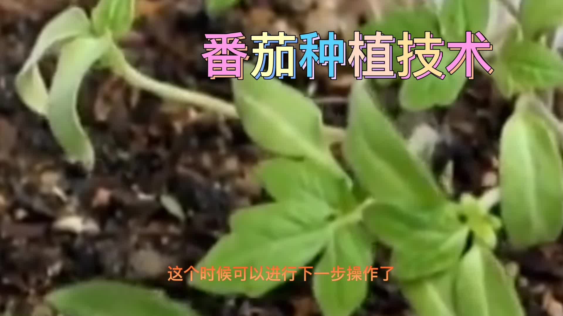 种植番茄技术#劳动最光荣