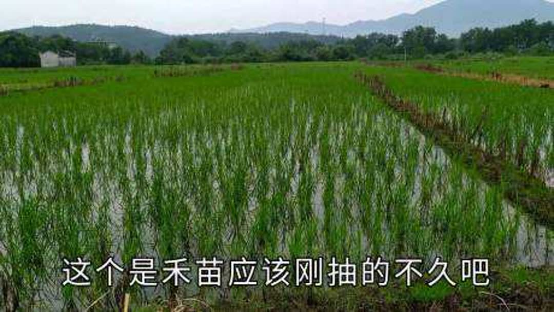 农村抛秧亩,亩产一千斤稻谷