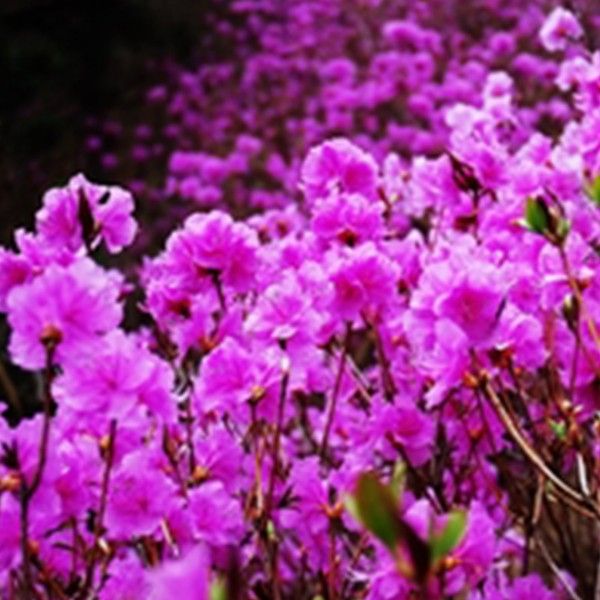 永远的小小学生 