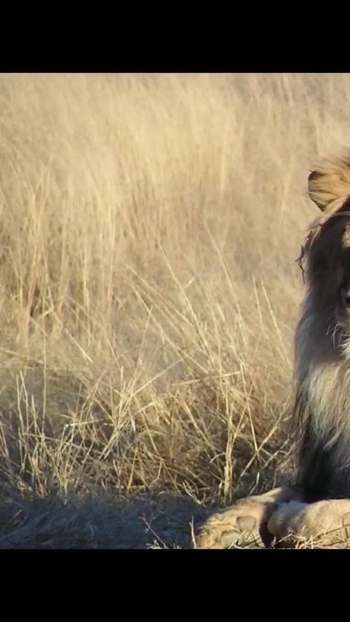 狮子父子之间的抢食大战,纪录片动物世界