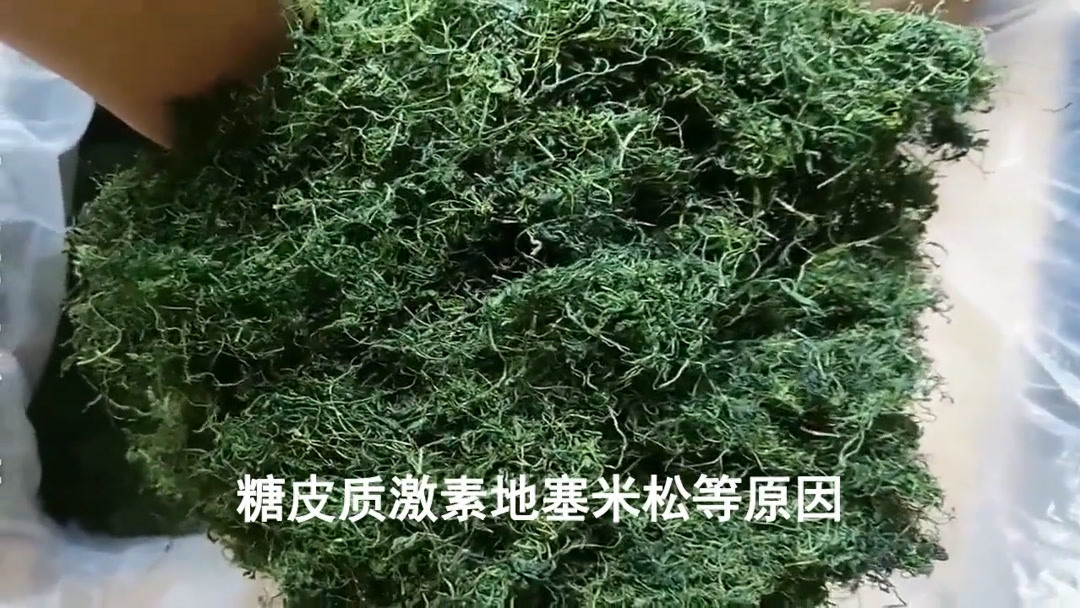 绞股蓝的功效与作用,喝绞股蓝有什么好处禁忌,五叶七叶绞股蓝