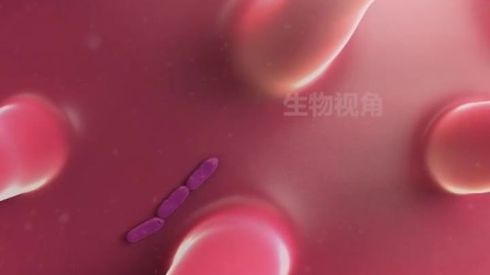 榕忆美:免疫系统消灭入侵细菌