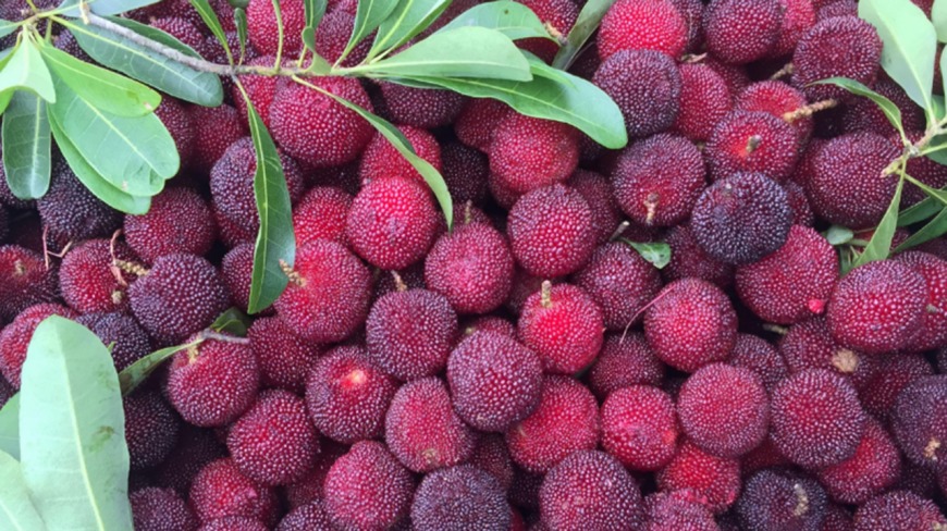 夏季吃杨梅,清热解暑促消化,可是这3类人一颗也不能吃