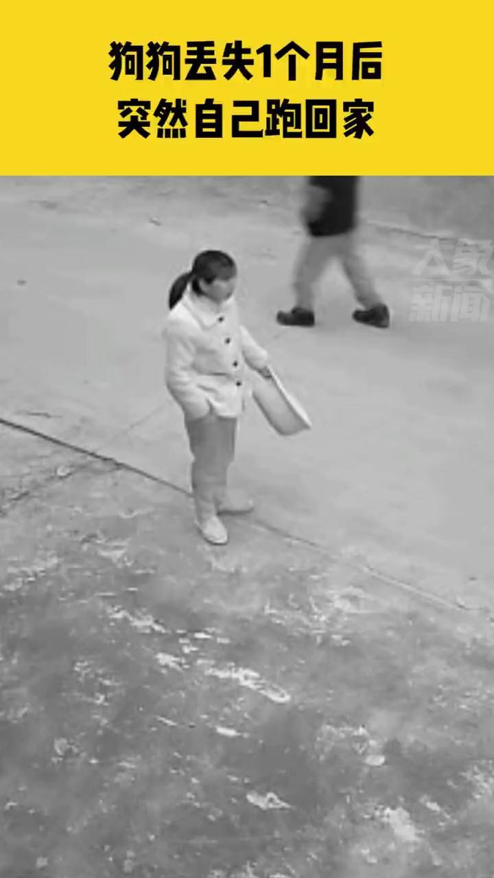 11月30日,安徽蚌埠,狗狗丢失1个月后突然自己跑回家:养了三年,已经有...
