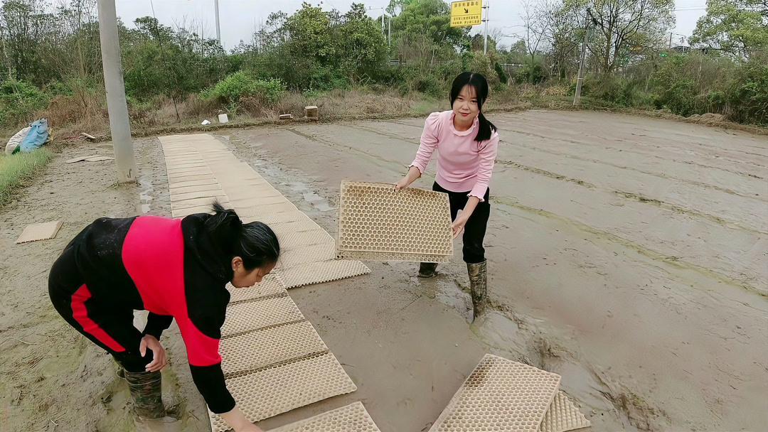 农村种水稻新方式,种子直接播到塑料板里,6亩地一上午就搞定!