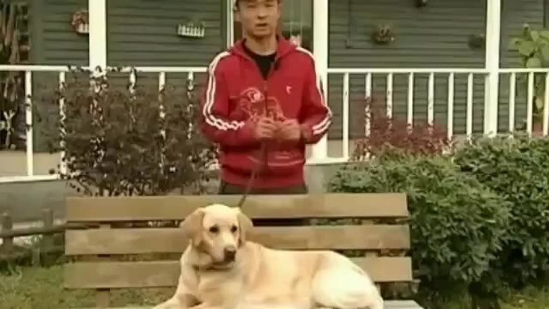 教你训练狗用马桶快速方法 狗狗训练