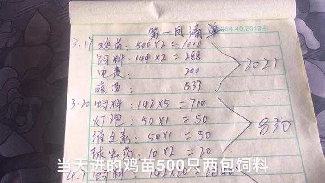 今天统计500只鸡苗一个月的花销成本,对比市场价格发现无利润