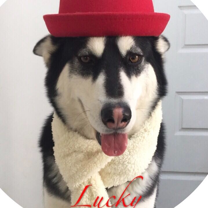 二哈lucky巴比 