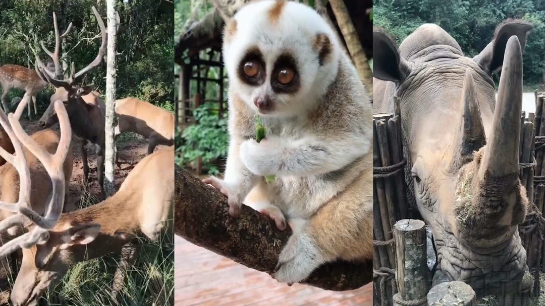 动物总动员:这只动物长的也太可爱了,一看就喜欢!