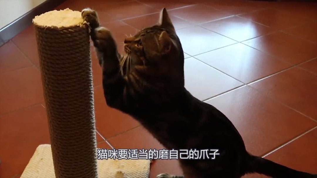 牛人自制猫抓板,效果非常好,你们家猫也要用这些吗?