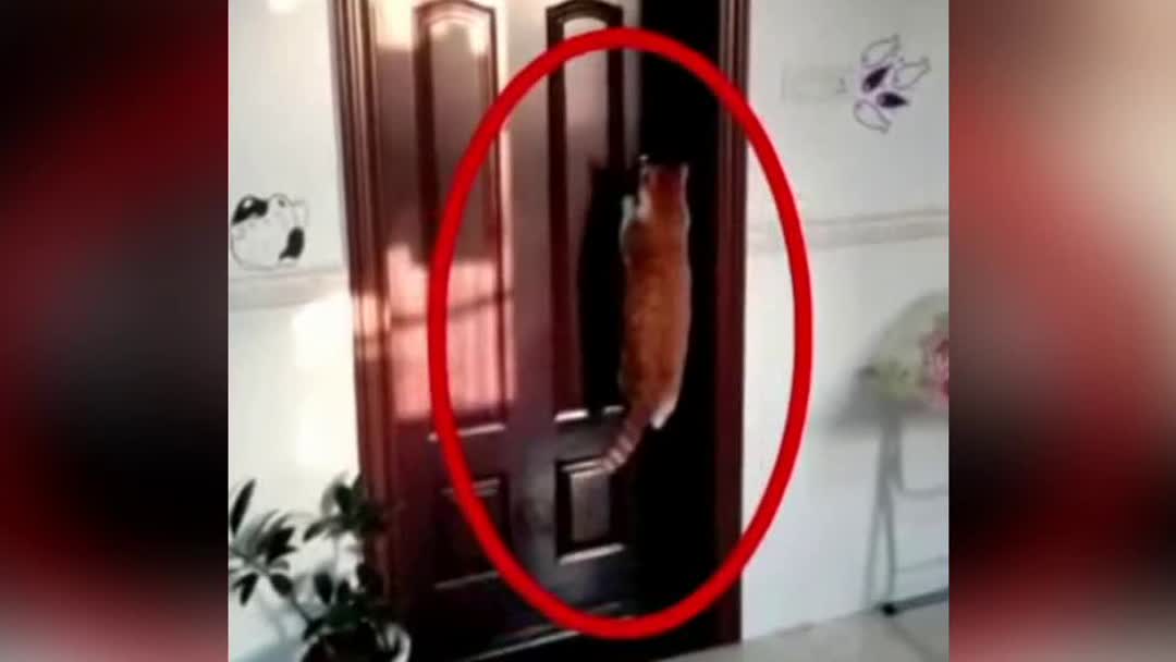 主人未带钥匙被锁门外 小猫跳上把手帮其开门