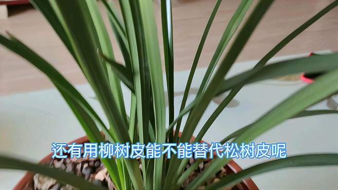 松树皮作为兰花最佳搭档有哪些优点,能用柳树皮替代吗