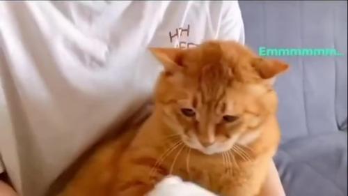 小猫咪撒娇卖萌,主人真拿它没办法