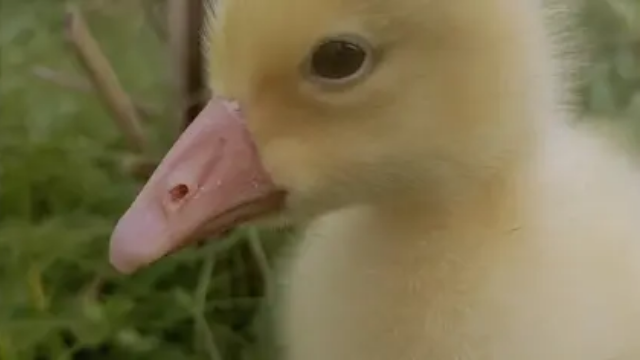 农村小伙养了一只小鹅当宠物,每天好吃好喝伺候,鹅生真幸福