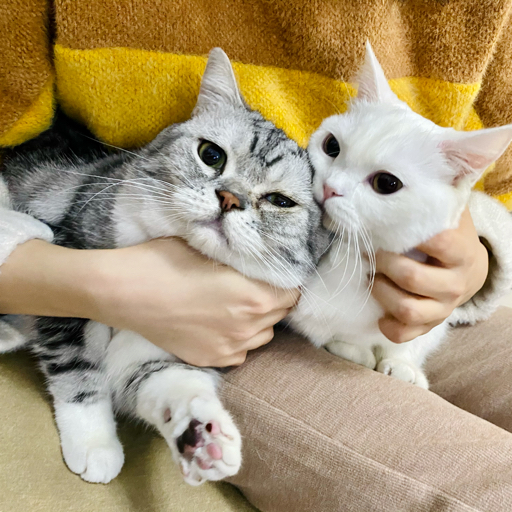 菟菟和苏苏 
