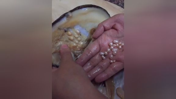 强迫症看着好爽,一个蚌壳挤出25颗珍珠