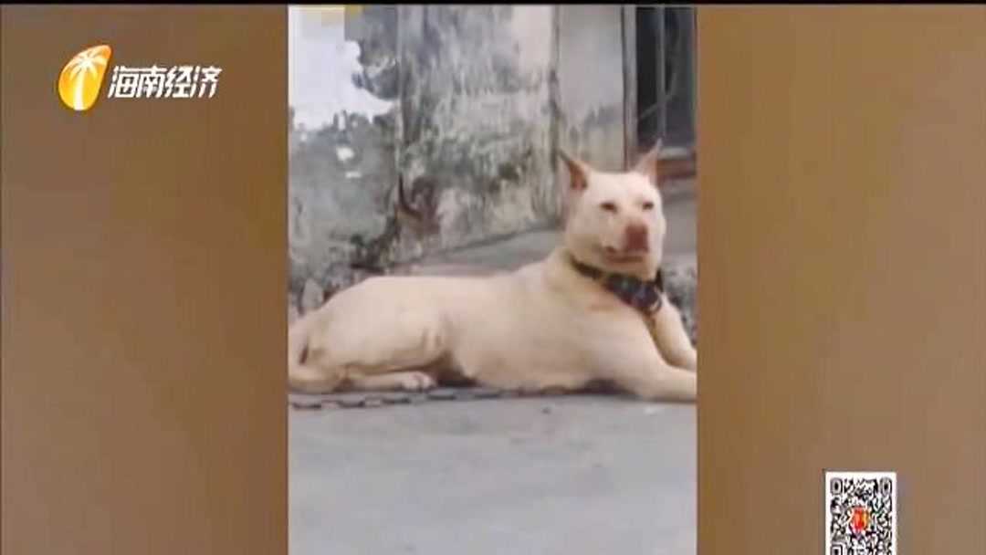 狗伤人案件频发《民法典》明确侵权责任